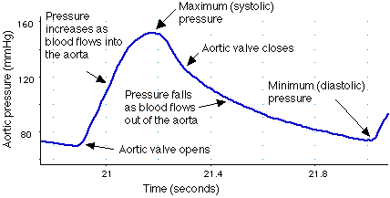 Arterial Pressure Waveforms